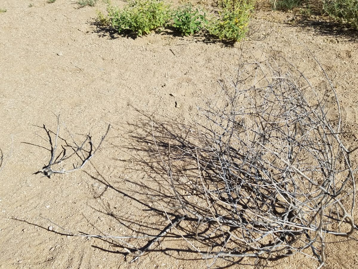 tumbleweeds – Patrician Design